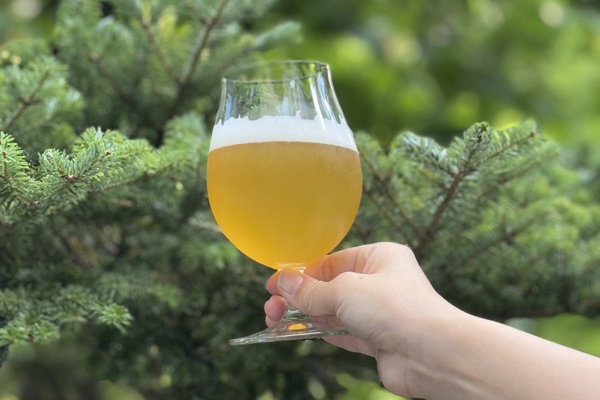 信州の森が香る限定IPA「Forest Echo IPA」が8月23日より登場 - macaroni