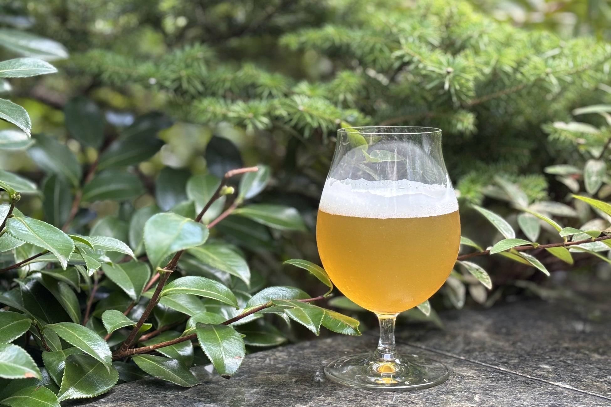 信州の森が香る限定IPA「Forest Echo IPA」が8月23日より登場 - macaroni